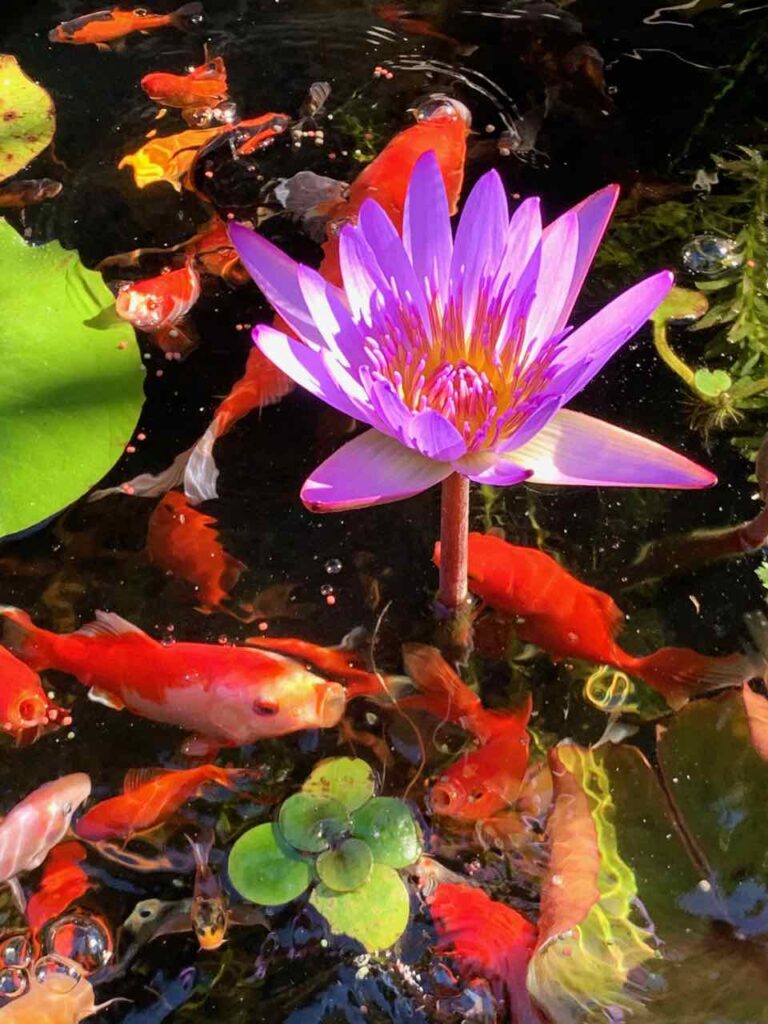 Gallery | Sanctuary Water Gardens