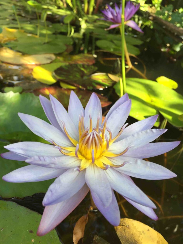 Gallery | Sanctuary Water Gardens